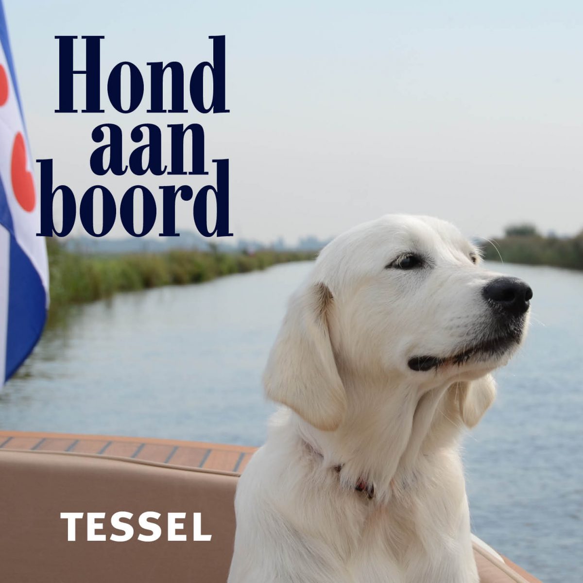 Hond aan boord | Staat jouw viervoeter al in onze galerij?